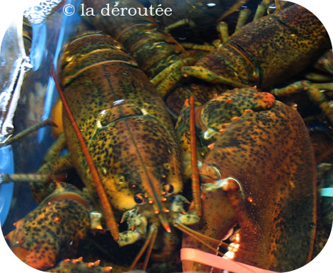 À la recherche de la meilleure guedille au homard (Gaspésie)